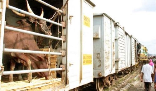 FG suspends cattle transport by rail - Ships & Ports