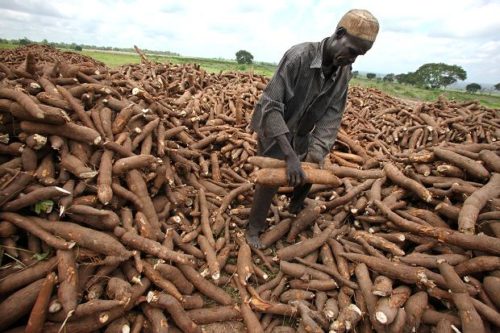 ‘Nigeria can earn billions from cassava export’ - Ships & Ports