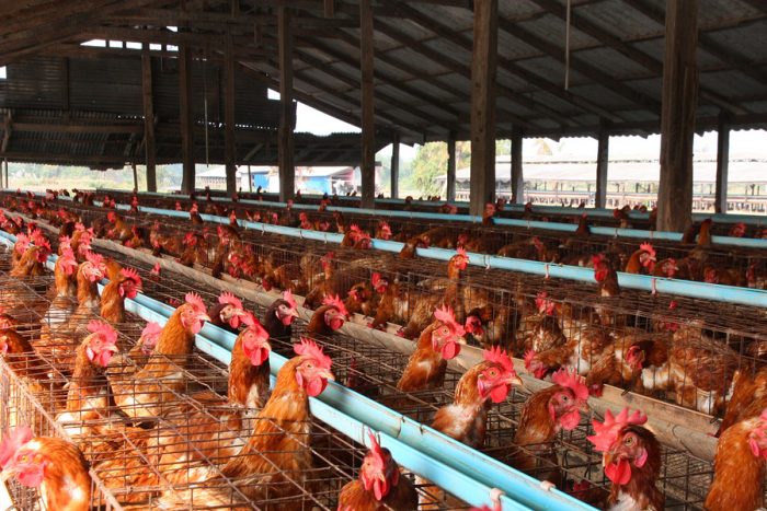 Group raises alarm over smuggling of live chicken sprayed with ...