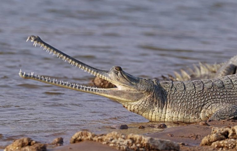 PHOTOS: 10 weird underwater creatures that will blow your mind - Ships ...